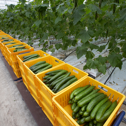 Cucumbers in Greenhouses: Full Guide to Standardized Cultivation with ...
