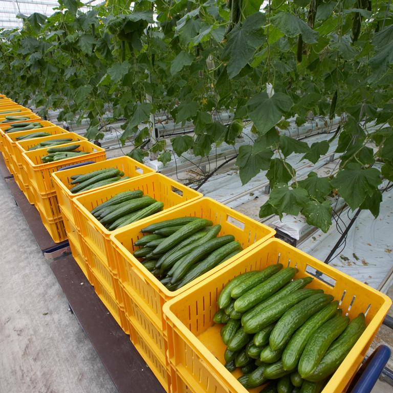 Cucumbers in Greenhouses: Full Guide to Standardized Cultivation with ...