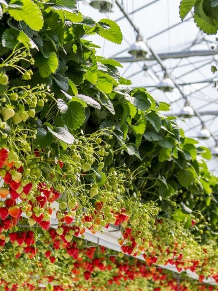 Strawberries in Greenhouses: year-round everbearing or seasonal / June ...